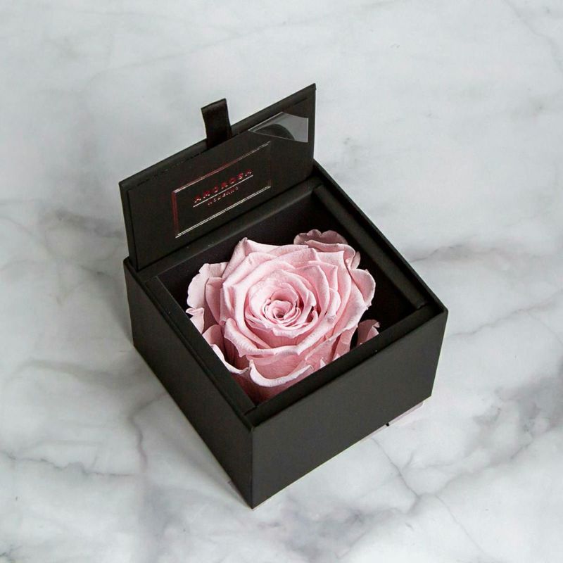 AMOROSA MODERNO Diamond Rose 85 [First Model] Feminine Pink – MiauMall